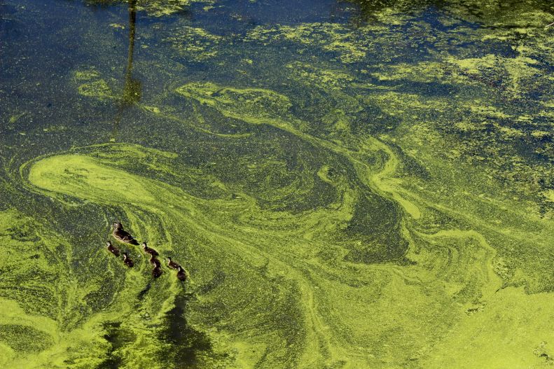 Early Harmful Algal Blooms in Cayuga Lake Shock Researchers | Einaudi ...